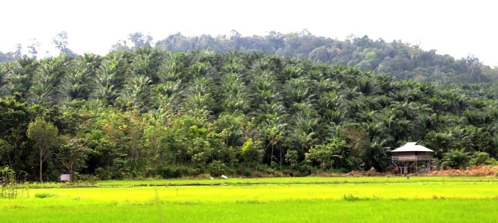 Enlivening a Fading Culture: A Dayak Experience in Borneo ...